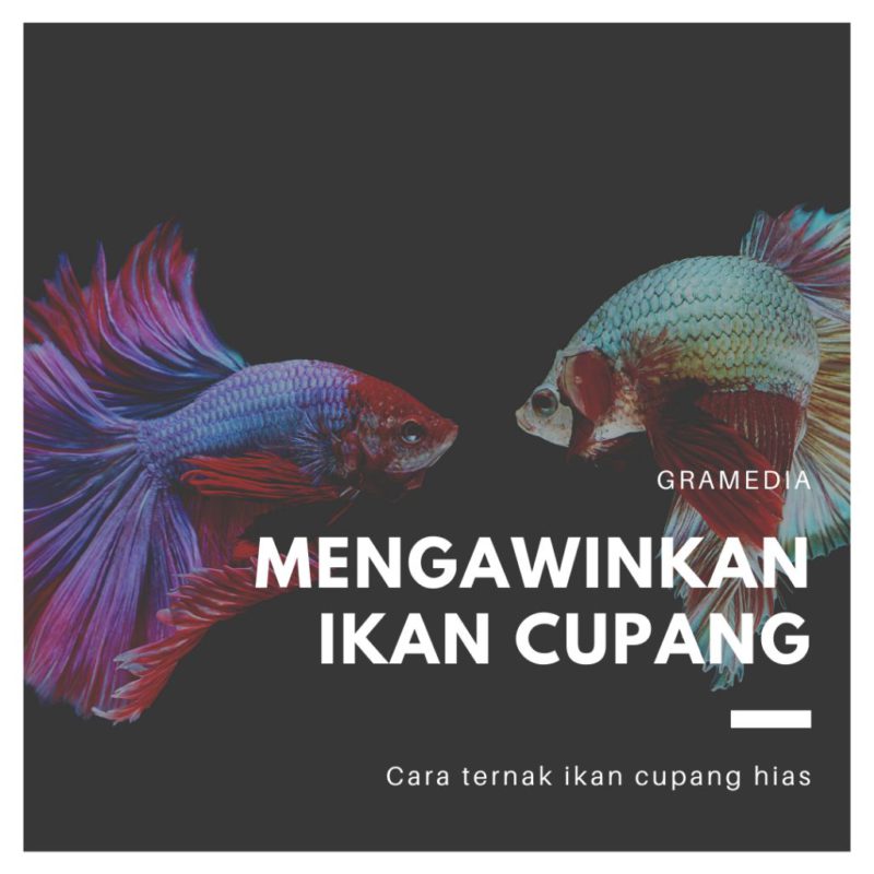 Cara Ternak Dan Budidaya Ikan Cupang Hias Lengkap