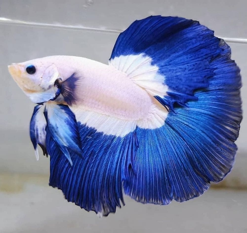 Jenis Ikan Cupang Yang Mahal dan Harganya - Gramedia