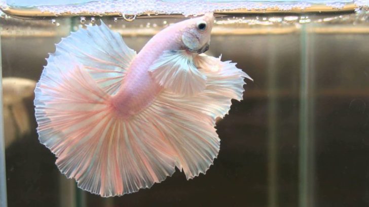 Cara Merawat Ikan Cupang Agar Sehat dan Tumbuh Maksimal