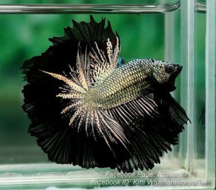 Cara Ternak dan Budidaya Ikan Cupang Hias Lengkap - Gramedia.com