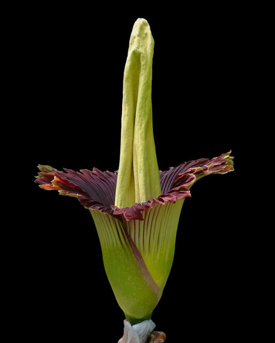 Tumbuhan Langka di Indonesia dan Fotonya - Best Seller Gramedia