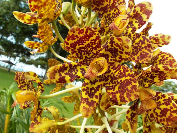 Tumbuhan Langka di Indonesia dan Fotonya - Best Seller Gramedia