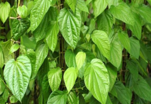 Jenis Tanaman Rambat Dinding, Gantung & Hias - Best Seller Gramedia