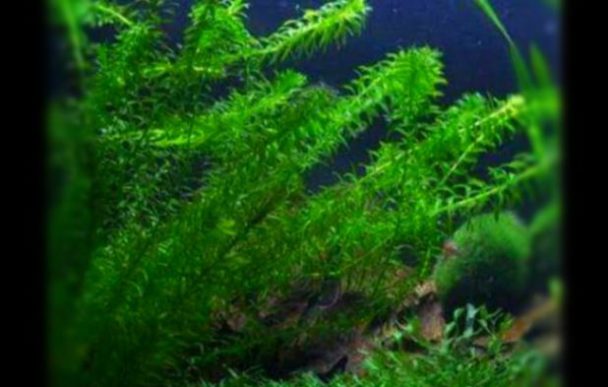 Jenis Tanaman Rambat Dinding, Gantung & Hias - Best Seller Gramedia