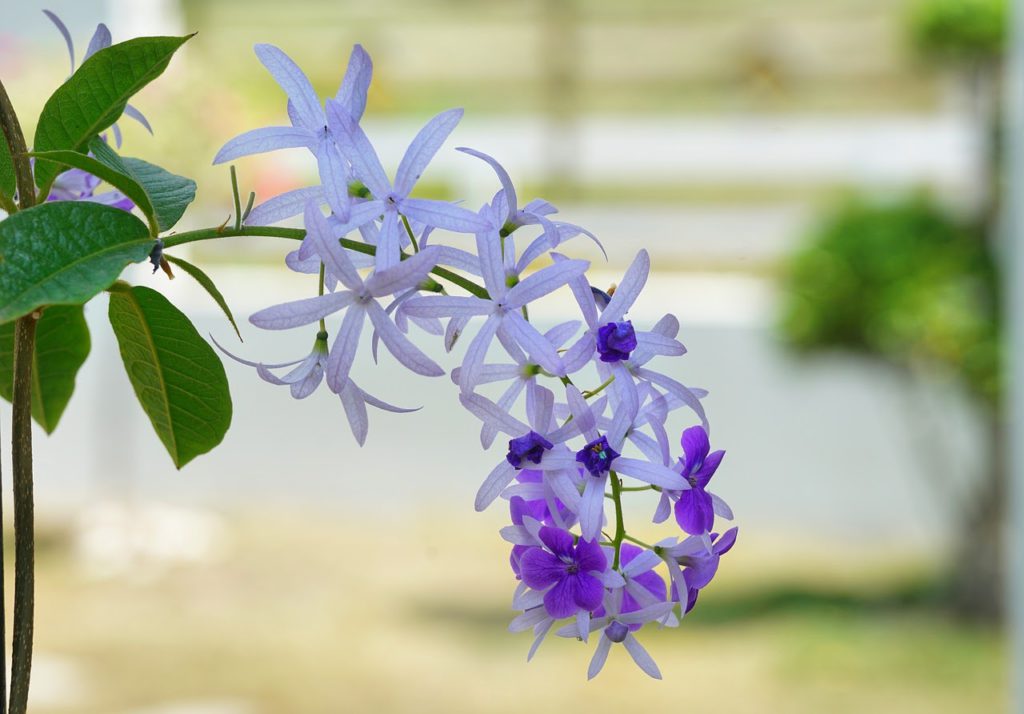 Jenis Tanaman Rambat Dinding, Gantung & Hias - Best Seller Gramedia