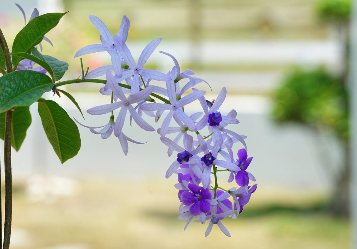 Jenis Tanaman Rambat Dinding, Gantung & Hias - Best Seller Gramedia