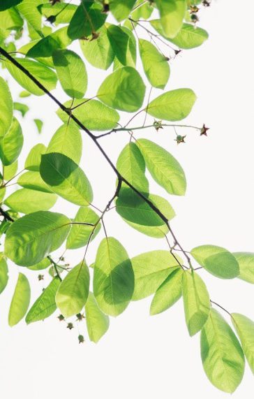 28 Jenis Tanaman Hias Daun Populer & Tips Perawatan - Gramedia.com