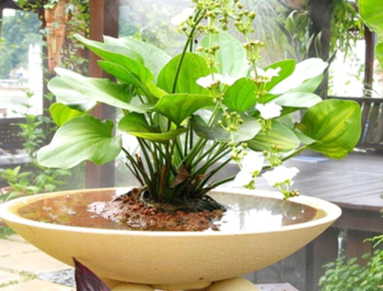 Jenis Tanaman Air Hias, Tanaman Air Kolam, & Tanaman Aquarium