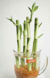 Jenis Tanaman Air Hias, Tanaman Air Kolam, & Tanaman Aquarium