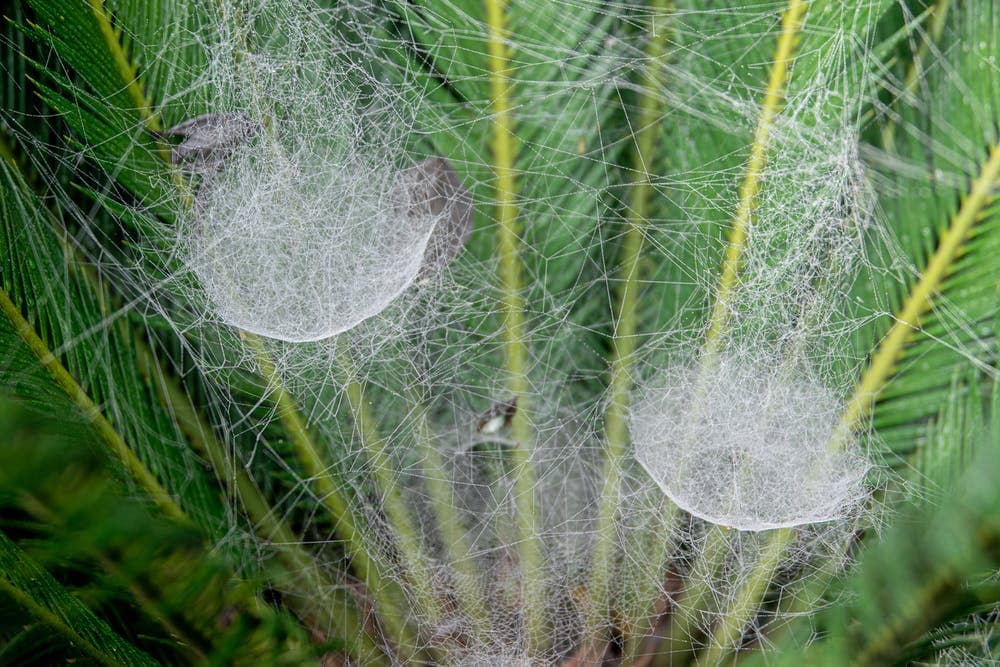 8 Budidaya Tanaman Pangan: Panduan, Jenis, dan Ciri-Cirinya