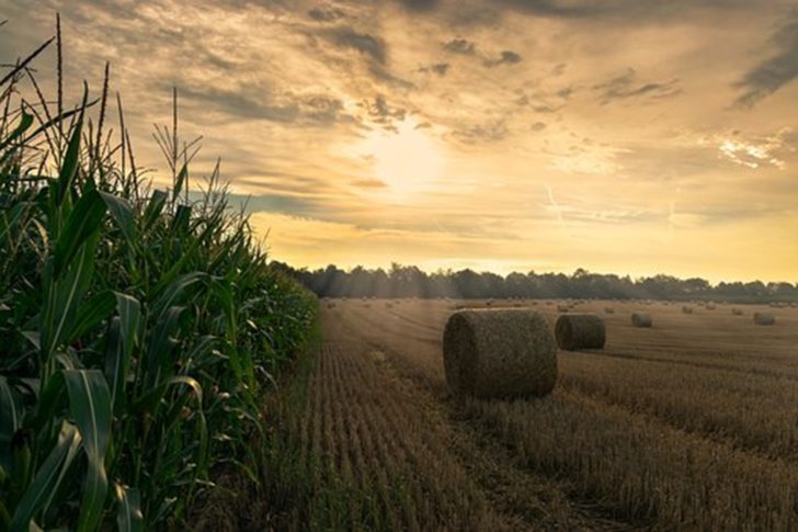 Cara Budidaya Tanaman Jagung Agar Hasil Panen Lebih Optimal