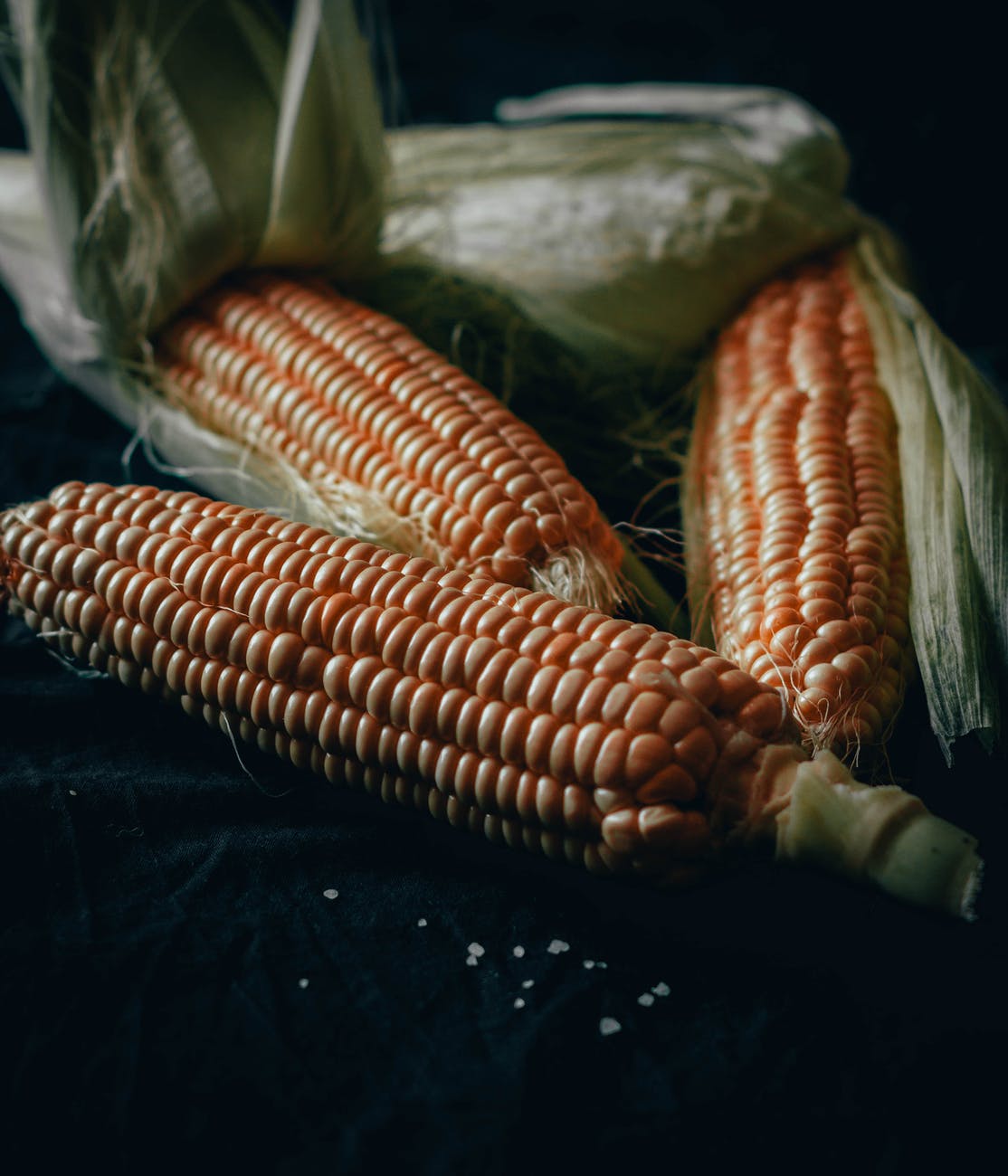 Cara Budidaya Tanaman Jagung Agar Hasil Panen Lebih Optimal