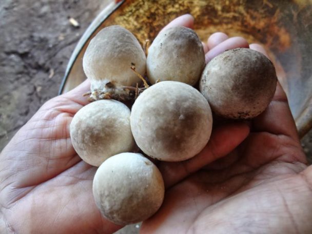 Peluang dan Panduan Budidaya Jamur Tiram - Best Seller Gramedia