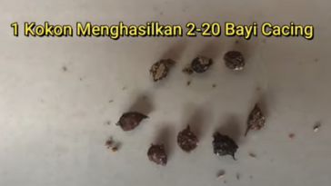 Panduan Cara Budidaya Cacing Tanah Yang Menguntungkan