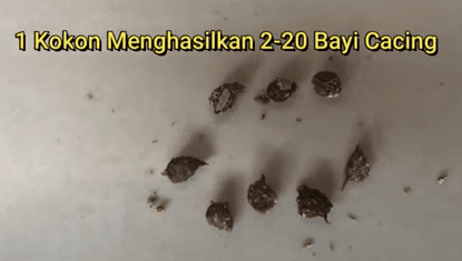 Panduan Cara Budidaya Cacing Tanah Yang Menguntungkan