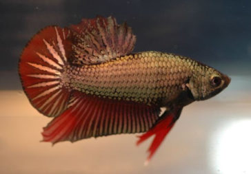 Jenis Ikan Cupang Yang Mahal dan Harganya - Gramedia