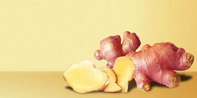 Panduan Budidaya Jahe Merah - Best Seller Gramedia