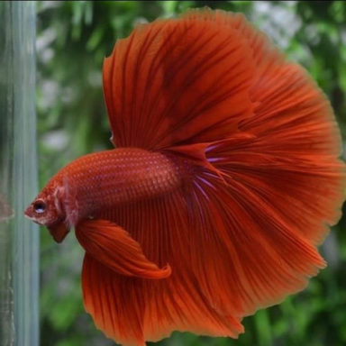 Jenis Ikan Cupang Yang Mahal dan Harganya - Gramedia