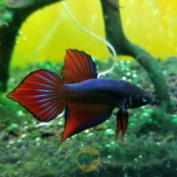 Jenis Ikan Cupang Yang Mahal dan Harganya - Gramedia