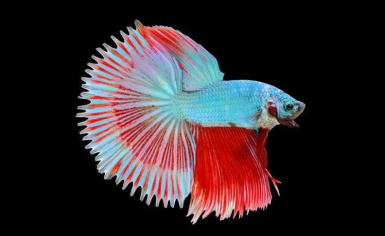 Jenis Ikan Cupang Yang Mahal dan Harganya - Gramedia