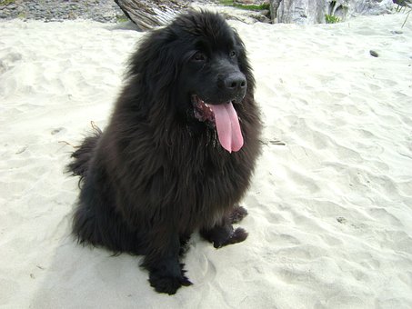 10 Jenis Anjing Besar Yang Sangat Cocok Dijadikan Teman Bermain