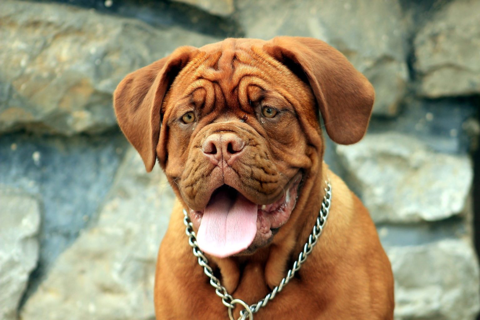 10 Jenis Anjing Besar Yang Sangat Cocok Dijadikan Teman Bermain