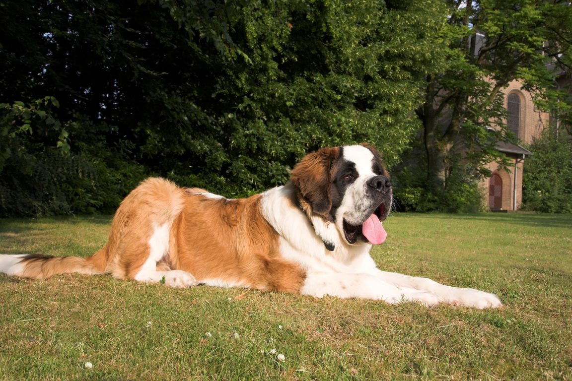 10 Jenis Anjing Besar Yang Sangat Cocok Dijadikan Teman Bermain