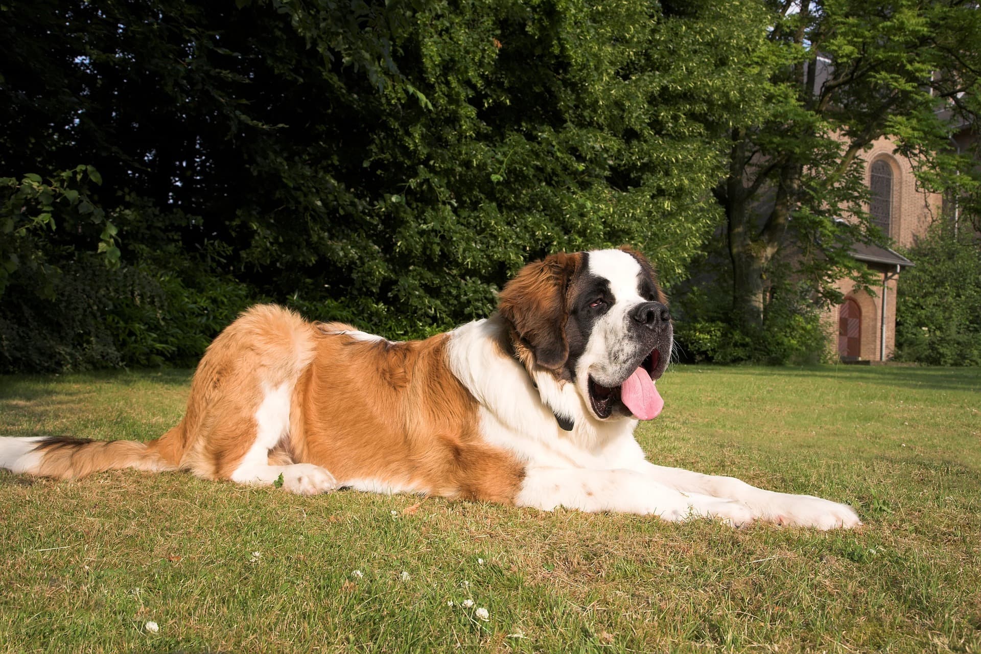 10 Jenis Anjing Besar Yang Sangat Cocok Dijadikan Teman Bermain