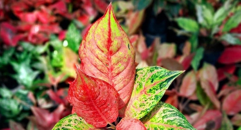 15 Tips Cara Merawat Aglaonema Agar Cepat Beranak - Best Seller Gramedia