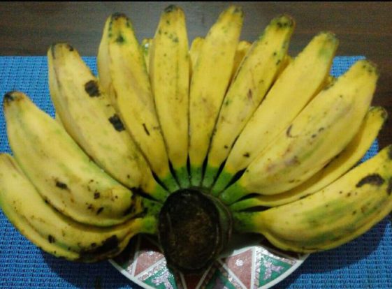 10 Jenis Pisang Dan Cara Mengolahannya - Best Seller Gramedia