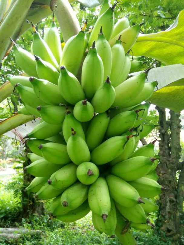 10 Jenis Pisang Dan Cara Mengolahannya - Best Seller Gramedia