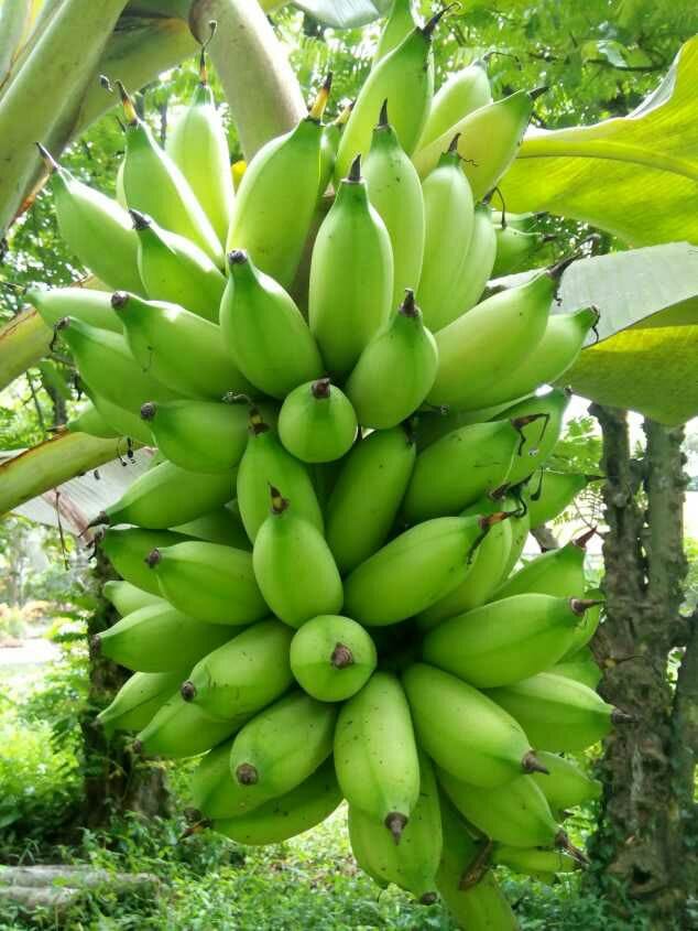 10 Jenis Pisang Dan Cara Mengolahannya - Best Seller Gramedia