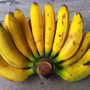 10 Jenis Pisang Dan Cara Mengolahannya - Best Seller Gramedia