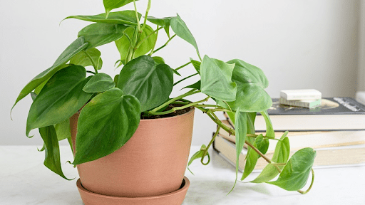 Mengenal Jenis Philodendron dan Harganya - Gramedia