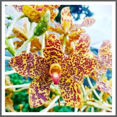 Cara Budidaya Anggrek Yang Bisa Jadi Usaha Sampingan - Gramedia