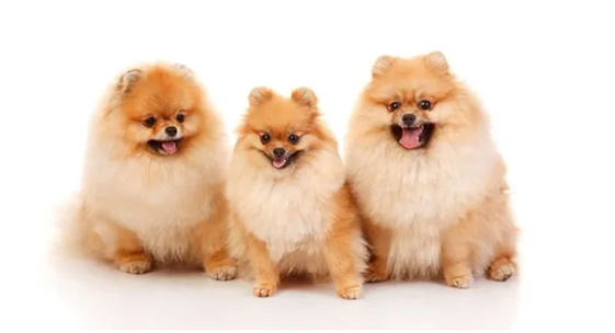 10 Jenis Anjing Kecil Yang Tidak Bisa Besar Untuk Dipelihara - Gramedia