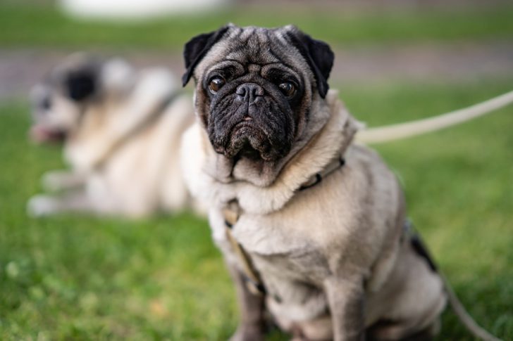 10 Jenis Anjing Kecil Yang Tidak Bisa Besar Untuk Dipelihara - Gramedia
