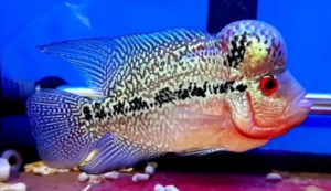 10 Jenis Ikan Louhan dan Harganya - Best Seller Gramedia