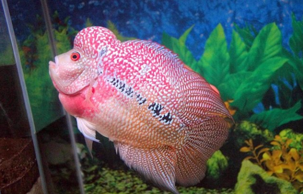 10 Jenis Ikan Louhan dan Harganya - Best Seller Gramedia