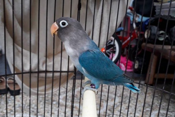 20 Jenis-Jenis Lovebird Dan Harga Lovebird - Best Seller Gramedia