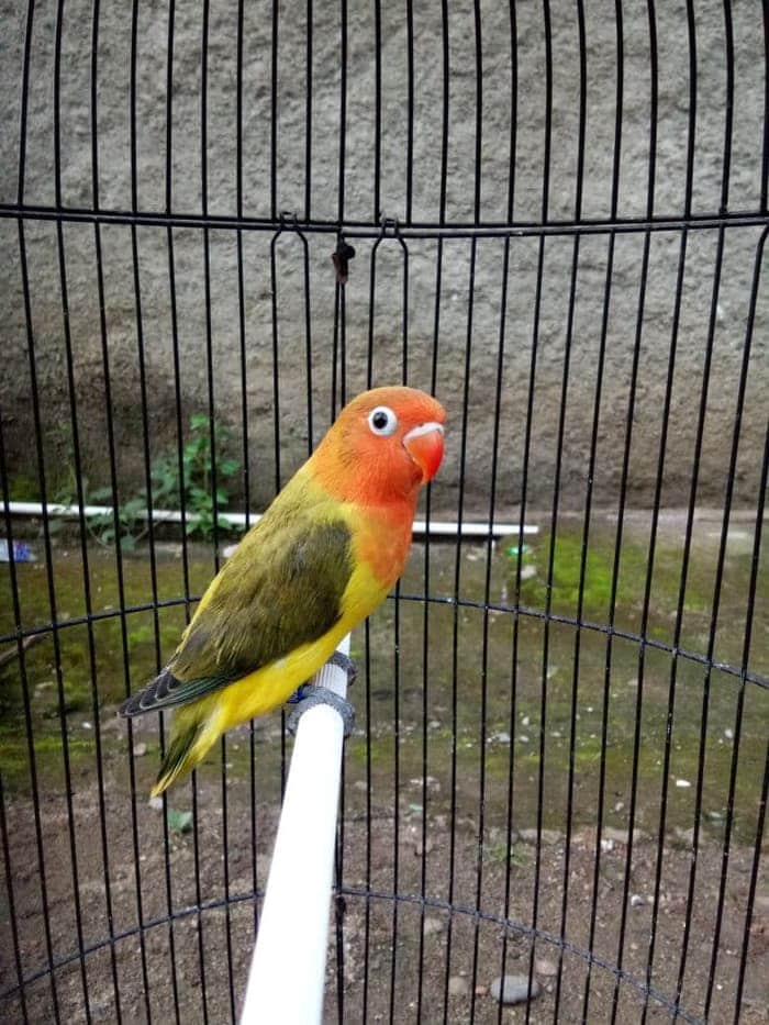 20 Jenis-Jenis Lovebird Dan Harga Lovebird - Best Seller Gramedia