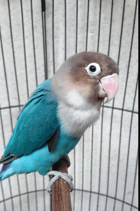 20 Jenis-Jenis Lovebird Dan Harga Lovebird - Best Seller Gramedia