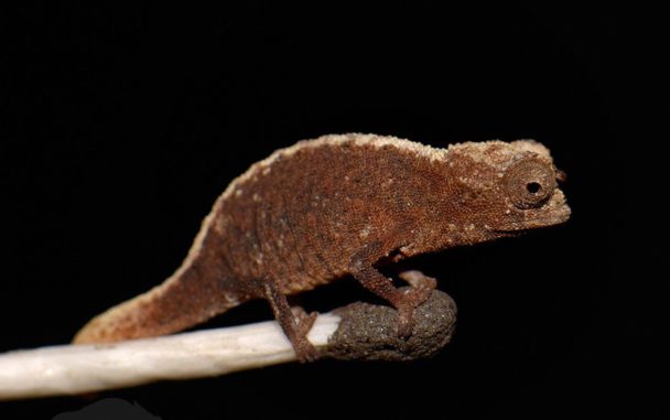 10 Hewan Terkecil di Dunia, Kamu Bisa Melihatnya? - Best Seller Gramedia