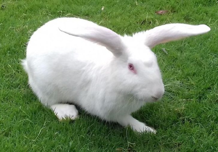 Mengenal Jenis Kelinci Hias dan Kelinci Pedaging - Best Seller Gramedia