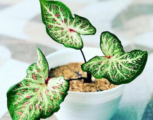 33 Jenis Bunga Keladi, Nama, dan Harganya - Best Seller Gramedia