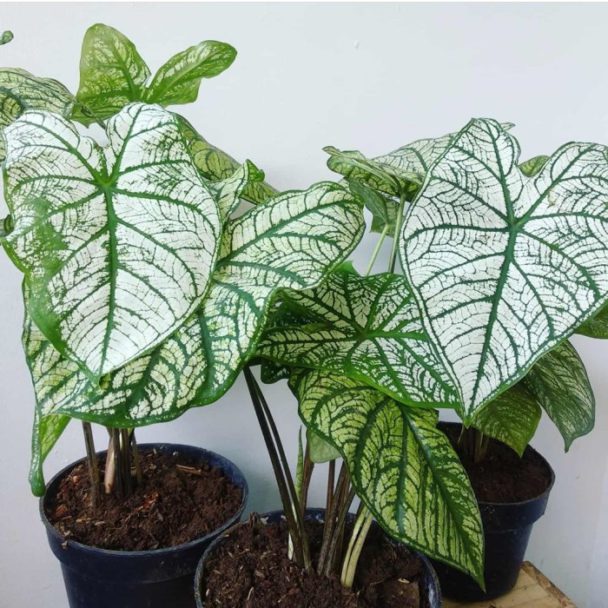 33 Jenis Bunga Keladi, Nama, dan Harganya - Best Seller Gramedia