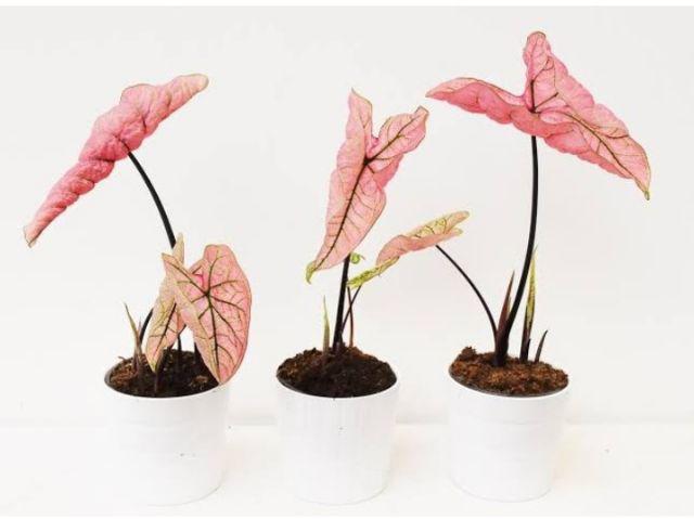 33 Jenis Bunga Keladi, Nama, dan Harganya - Best Seller Gramedia