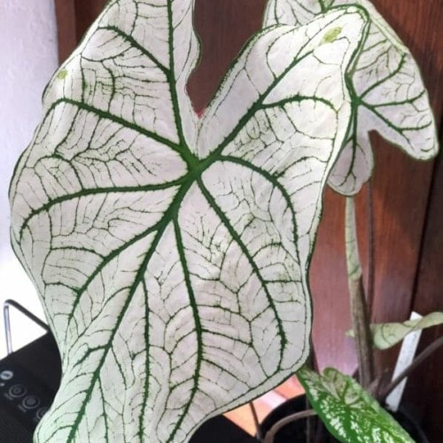 33 Jenis Bunga Keladi, Nama, dan Harganya - Best Seller Gramedia