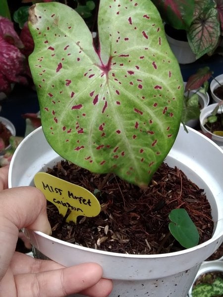 33 Jenis Bunga Keladi, Nama, dan Harganya - Best Seller Gramedia