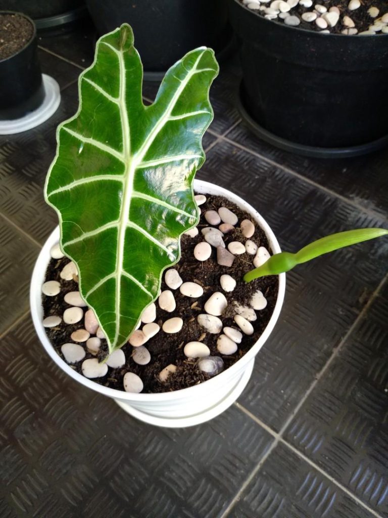 33 Jenis Bunga Keladi, Nama, dan Harganya - Best Seller Gramedia